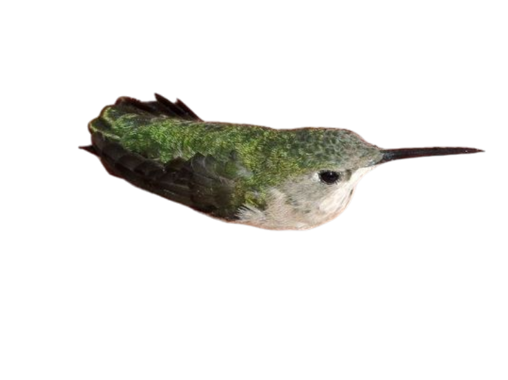 cheeserat82's strawpage